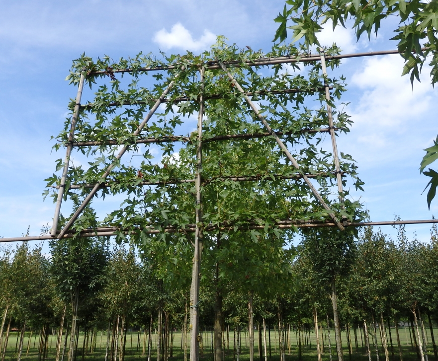 Liquidambar styraciflua 'Worplesdon' | leivorm